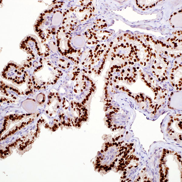 Cell Marque - Al Raseel Supplies for Medical Equipment