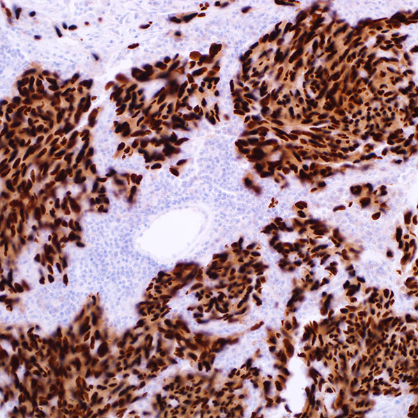 Cell Marque - Al Raseel Supplies for Medical Equipment